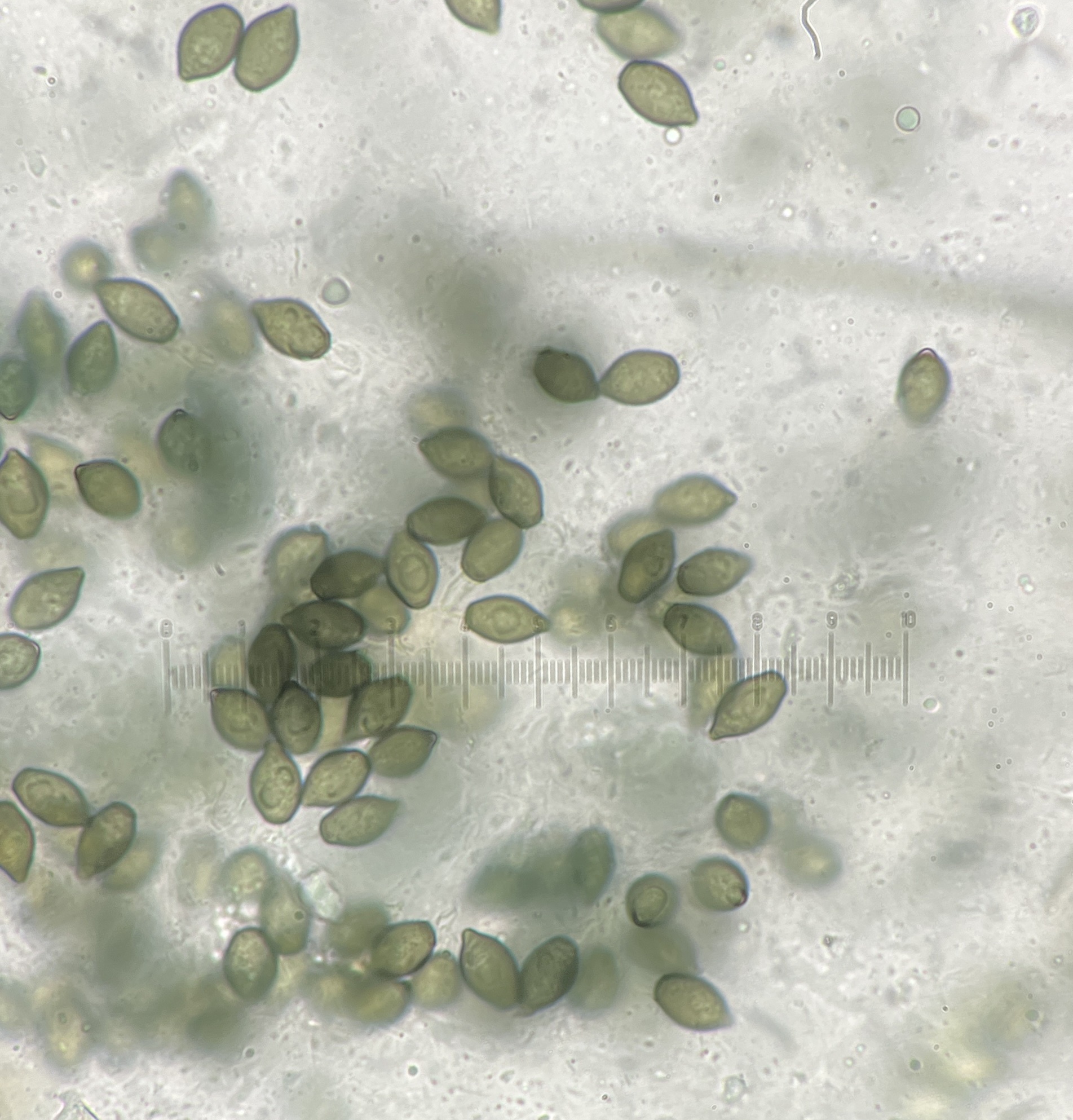 Zopfiella G.Winter, 1884