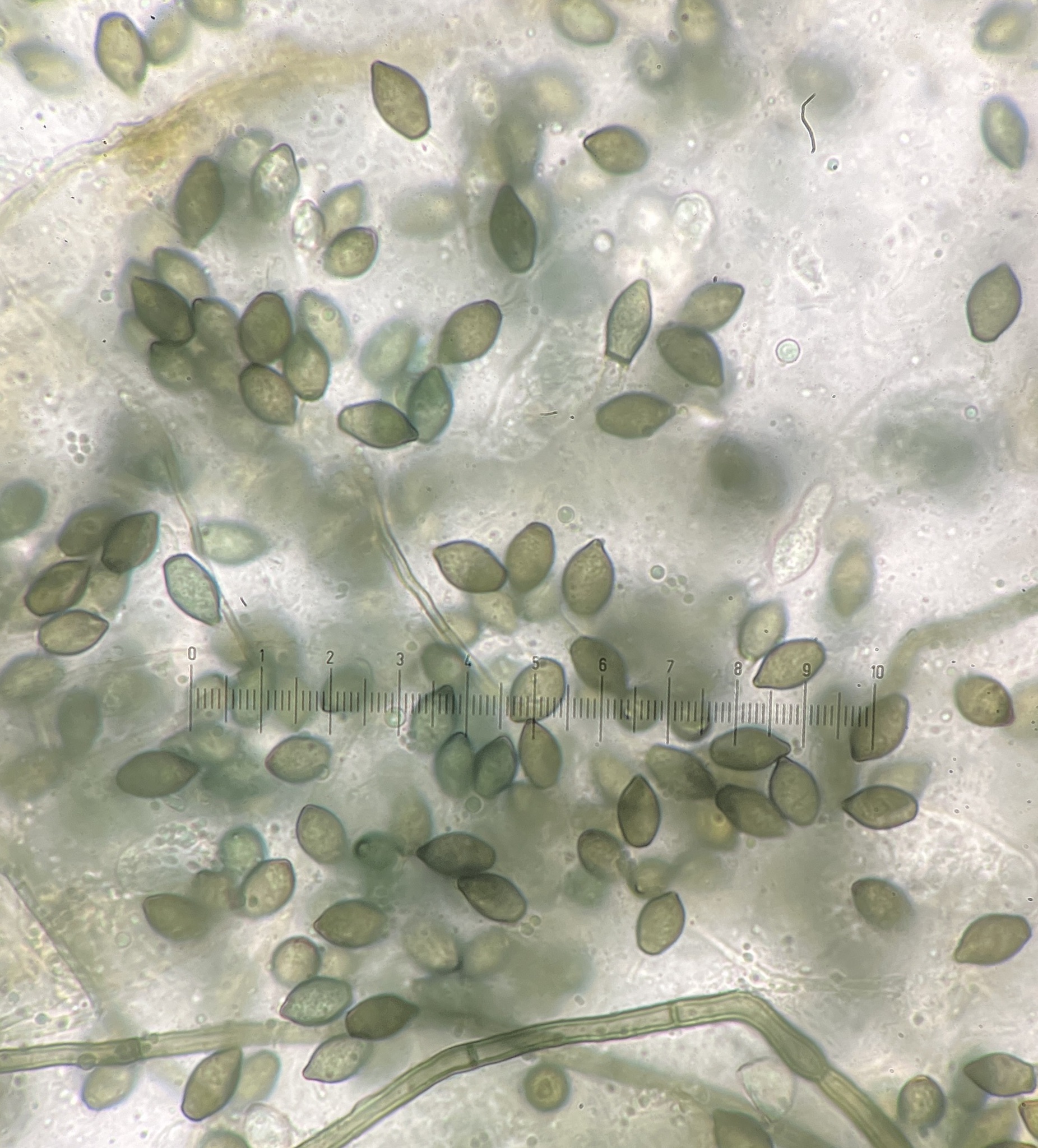 Zopfiella G.Winter, 1884