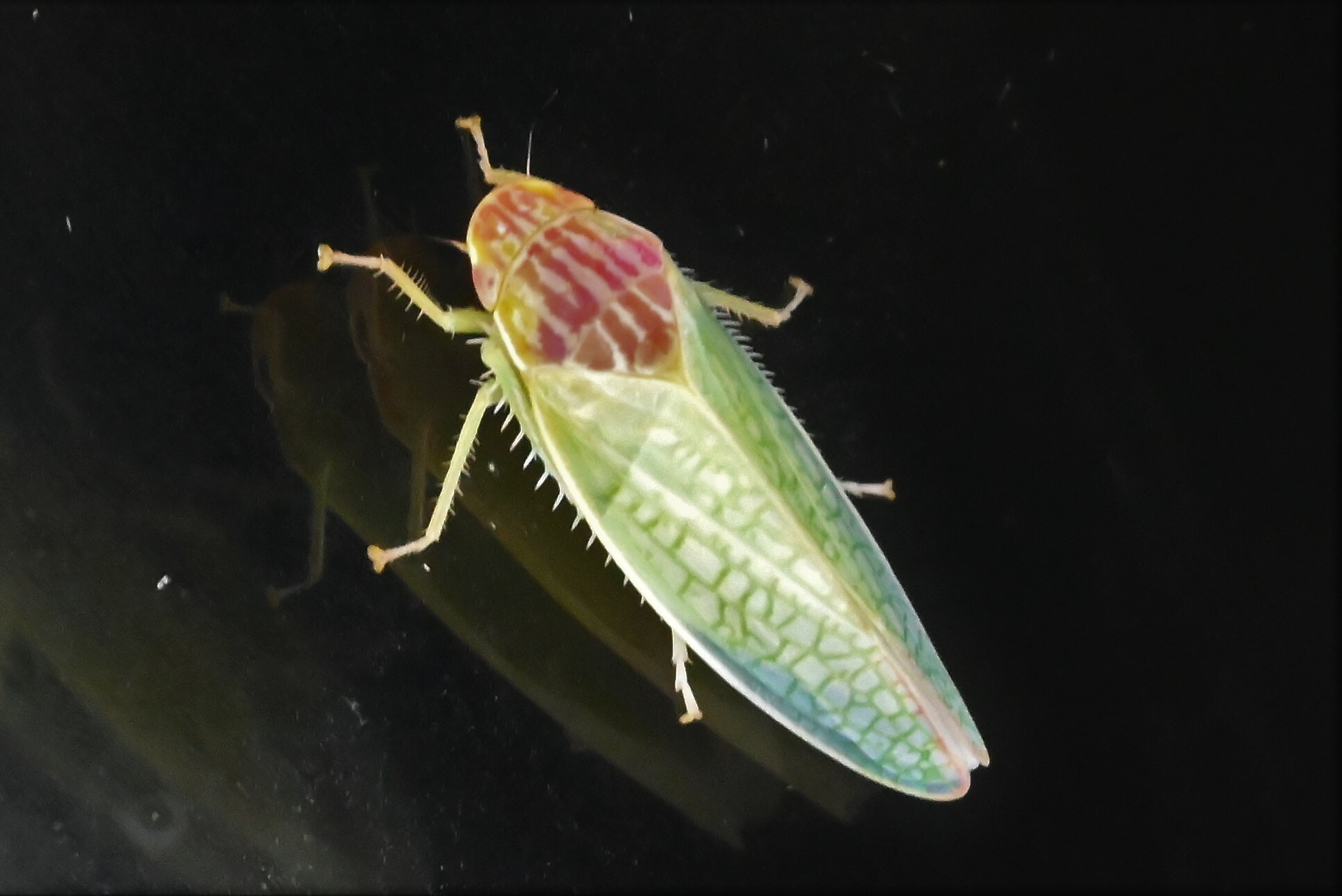 Gyponana octolineata (Say, 1825)