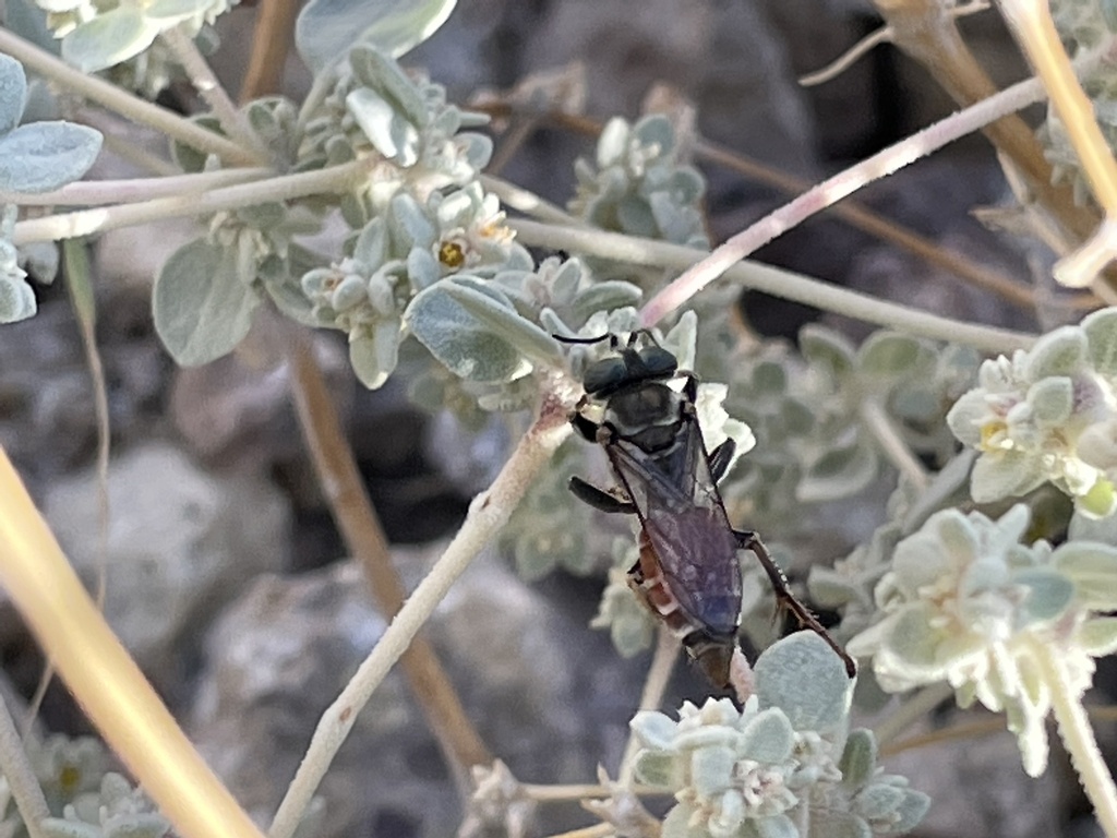 Sand-Loving Wasps from Jean, NV, US on September 14, 2022 at 04:09 PM ...