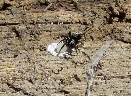 Cascade Mountains Preening Ground Spider (Zelotes rainier) wildspecies.ca