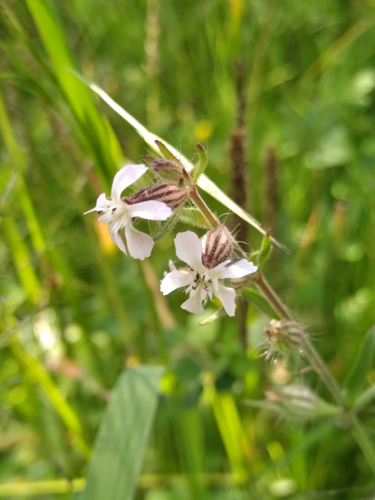 Small-flowered Catchfly from Santa Fe, Zedec Sta Fé, Ciudad de México ...