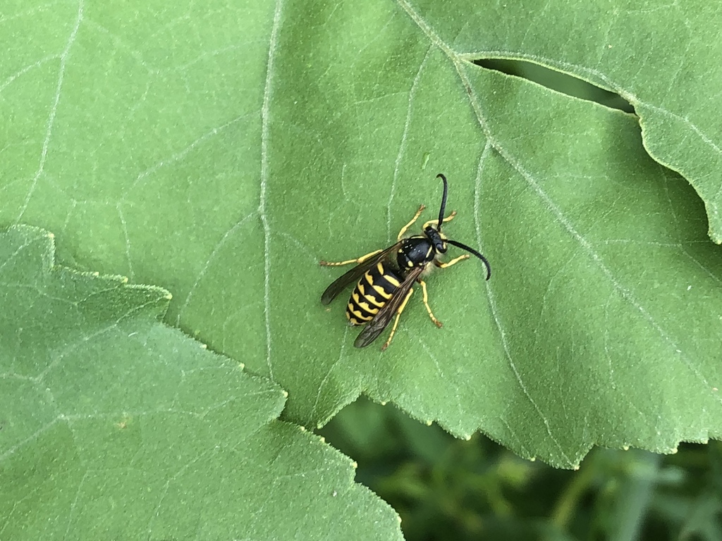 Common Aerial Yellowjacket in August 2018 by Ken Rosenthal · iNaturalist