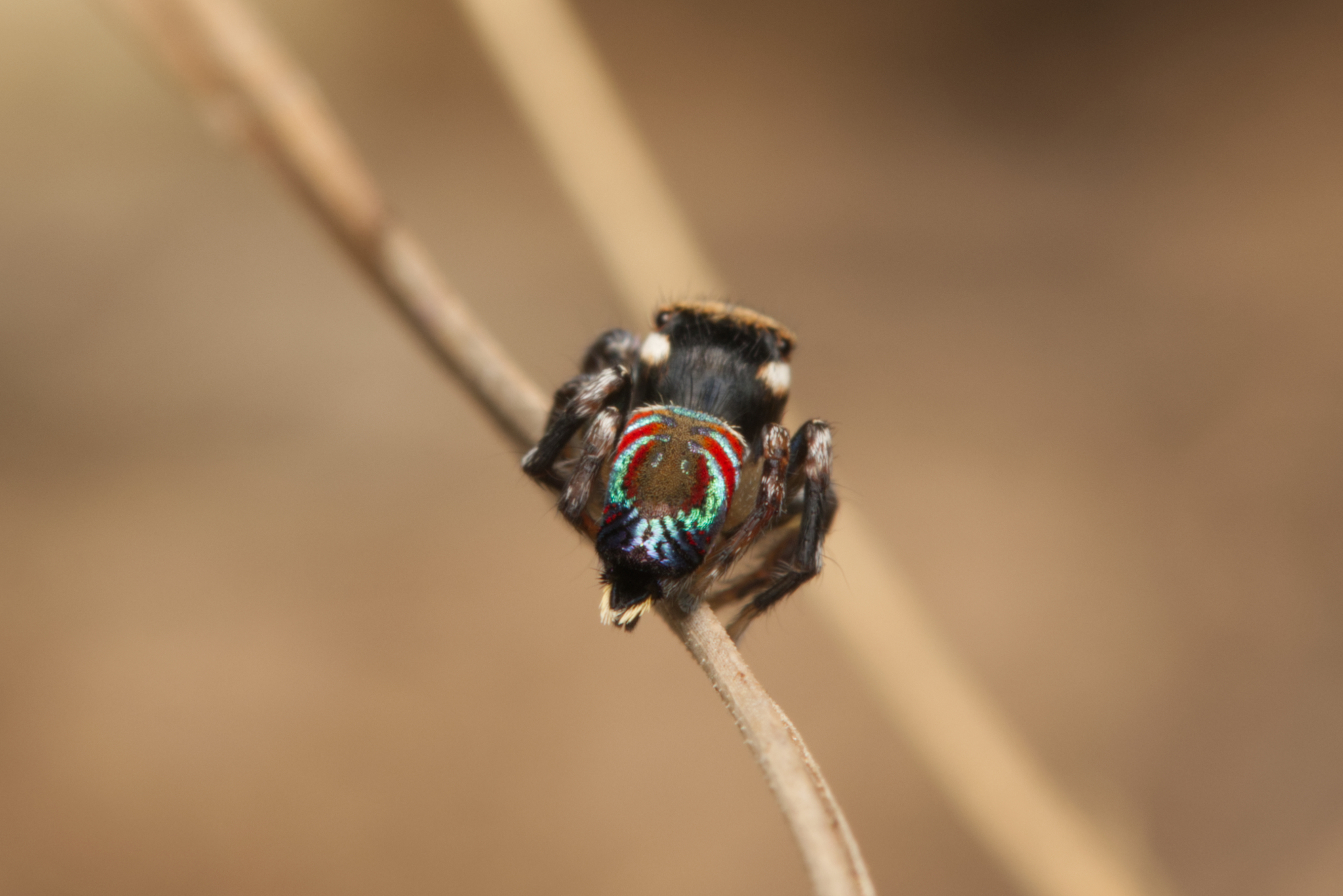 Maratus ottoi Baehr & Whyte, 2016