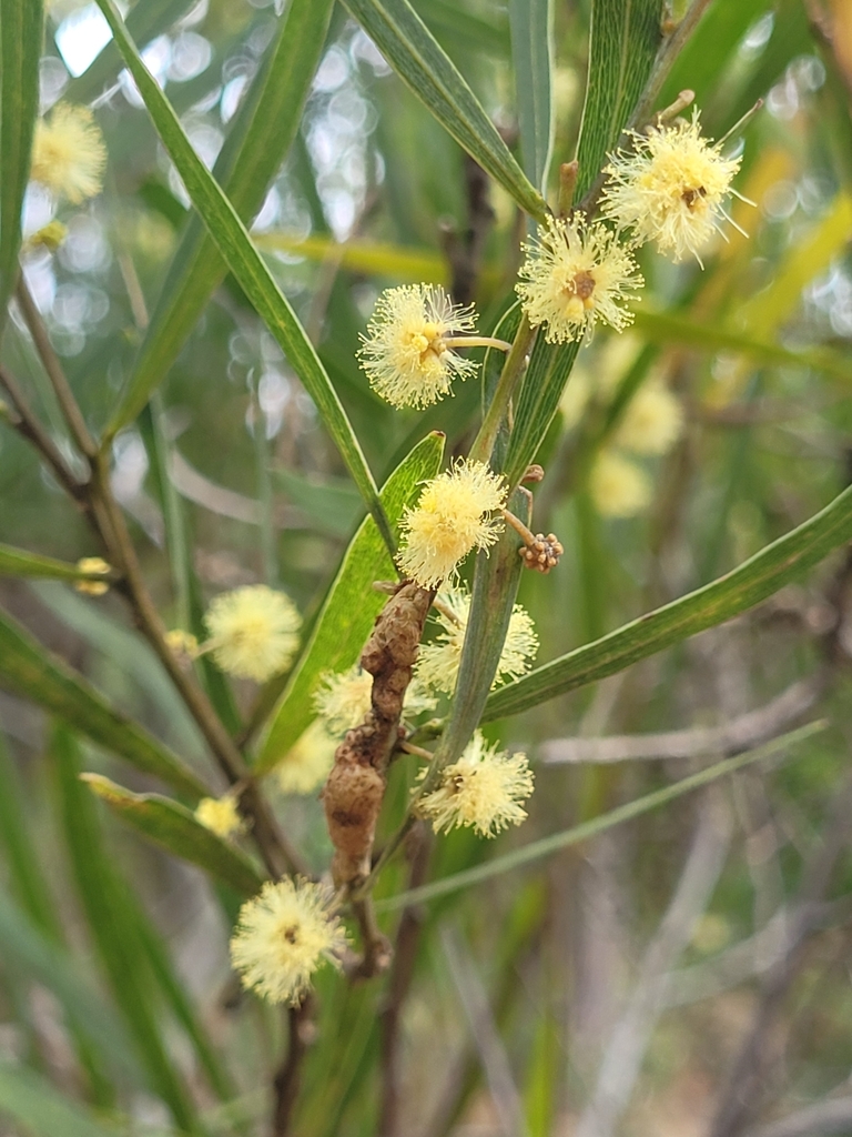 Hop wattle from Nabowla TAS 7260, Australia on September 15, 2022 at 12 ...