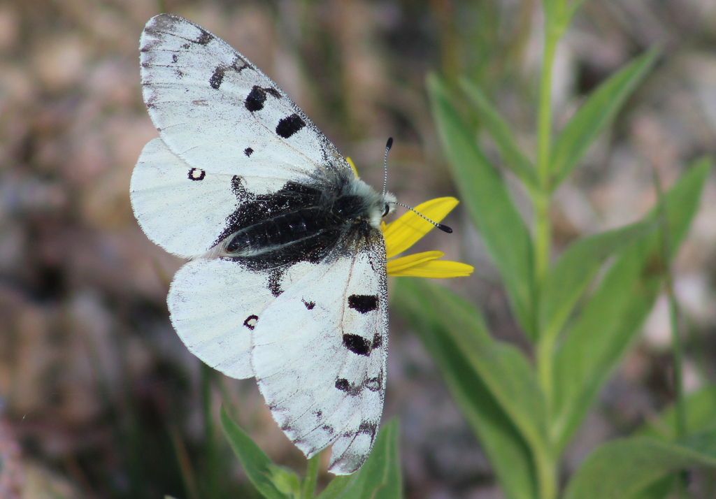 Rocky Mountain Parnassian from Big Horn, Wyoming, United States on ...
