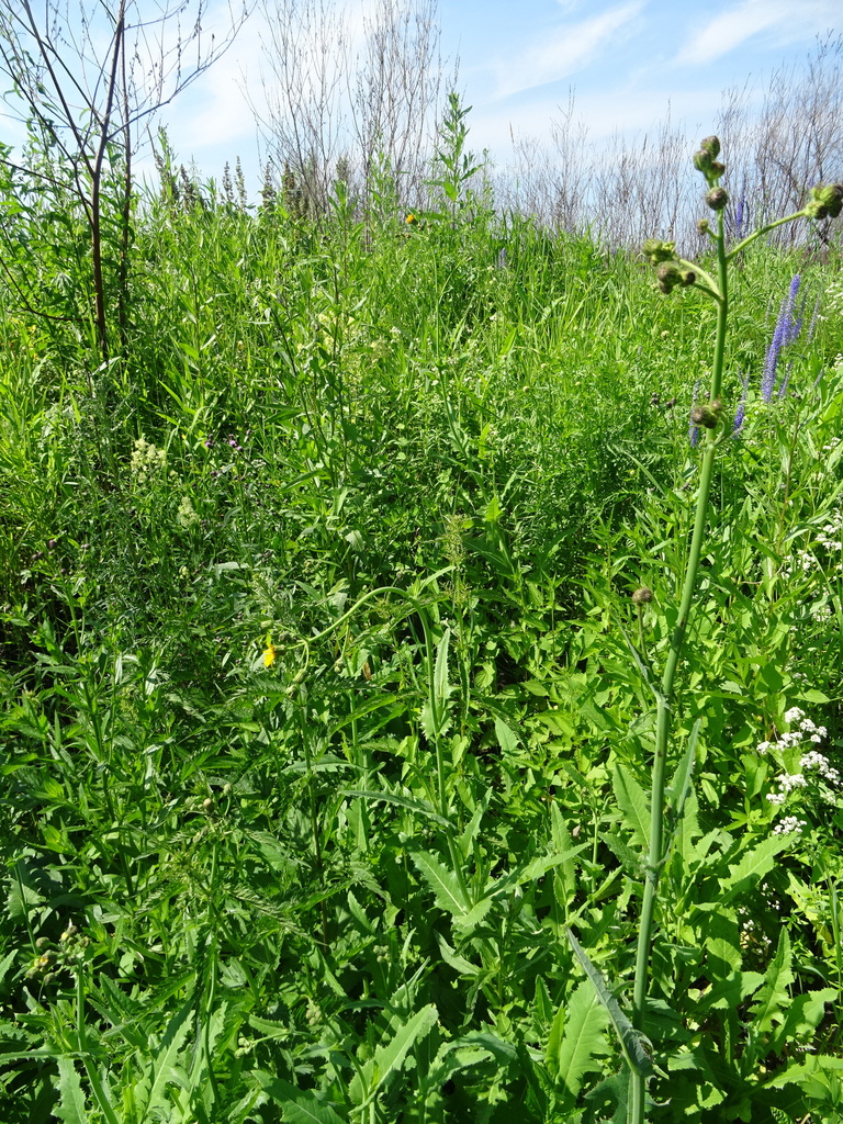 glandular field sowthistle from Ялуторовск, Тюменская обл., Россия on ...