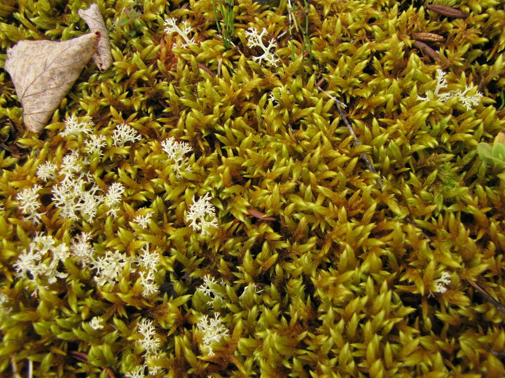 Golden Glade-moss from Beaver Creek, Yukon, Canada on July 17, 2022 at ...