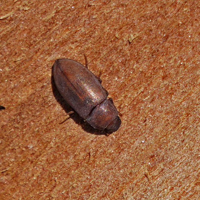 Darkling Beetles from Yorba Linda, CA, USA on September 14, 2022 at 12: ...