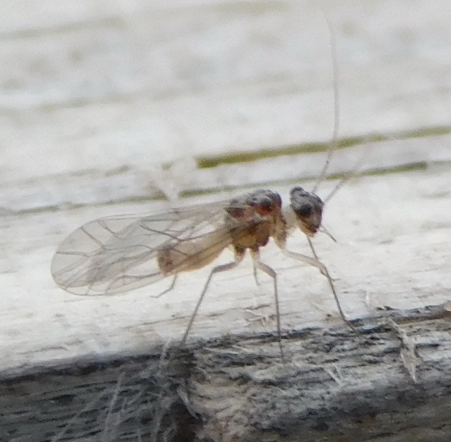 Stenopsocus from Ишим, Тюменская обл., Россия on July 02, 2022 at 06:58 ...