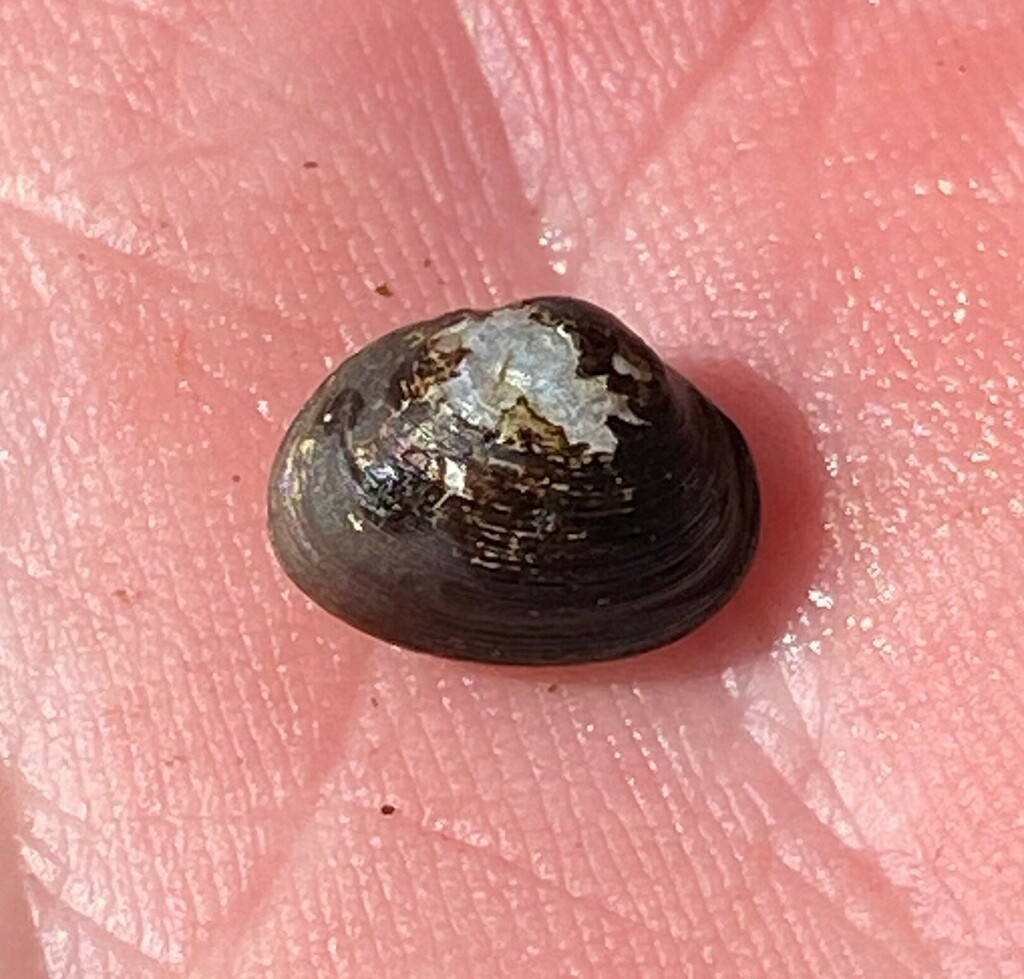 Musculium from Limestone Creek side channel, along Mooresville Rd ...
