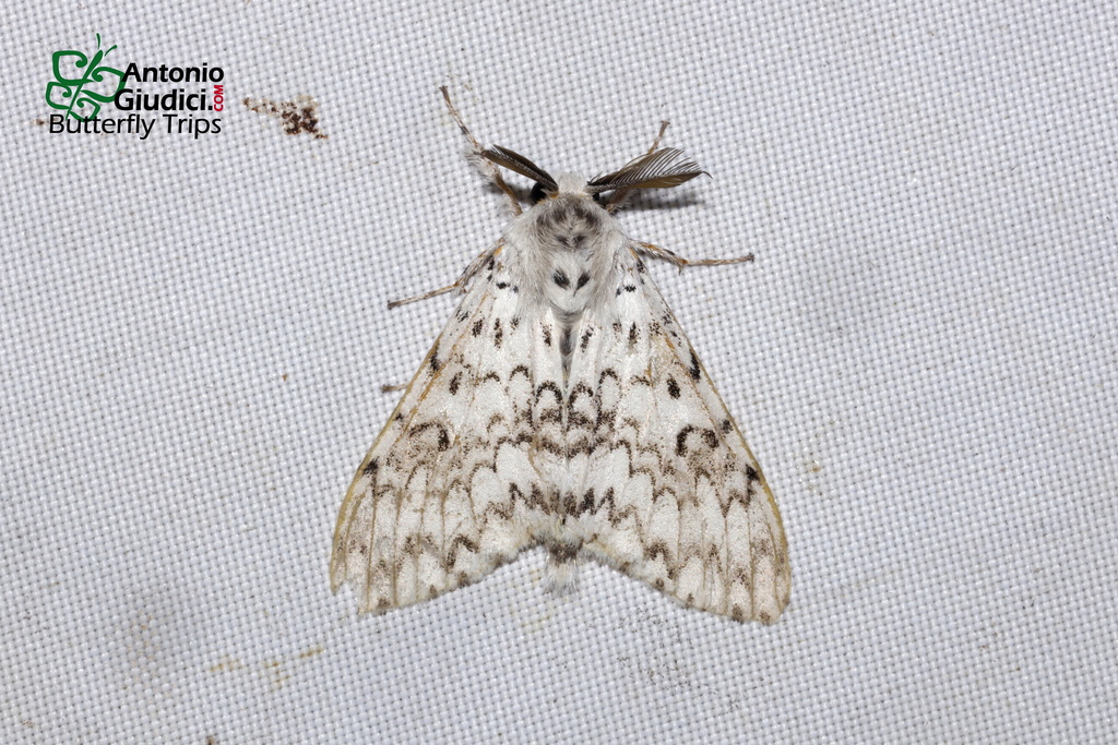 Lymantria from V64P+C62, Aiyoeweng, Betong District, Yala 95110 ...