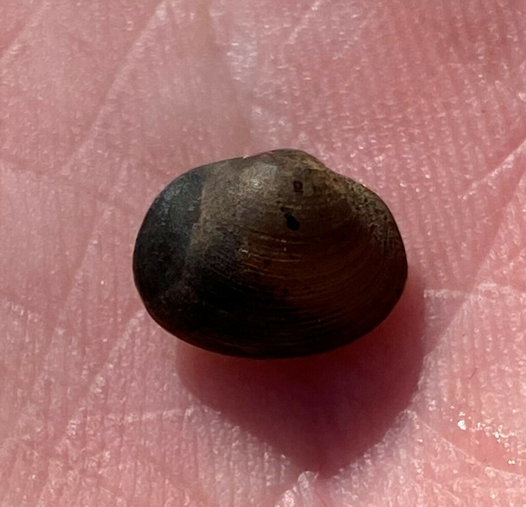 Musculium from Limestone Creek, Tennessee Valley Research Station ...