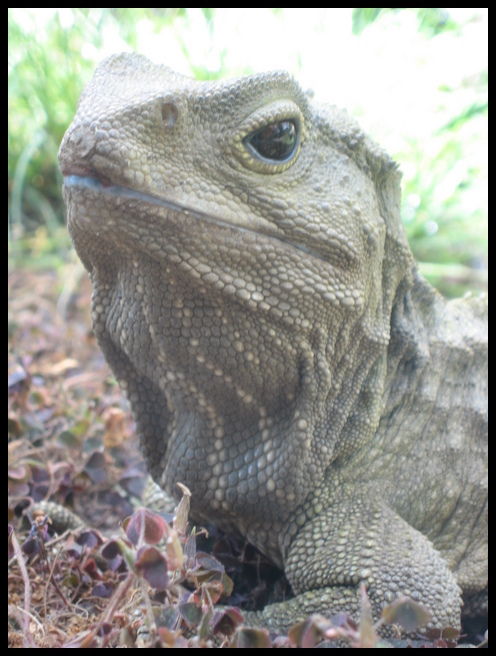 Tuataras (Reptiles of the world ) · iNaturalist