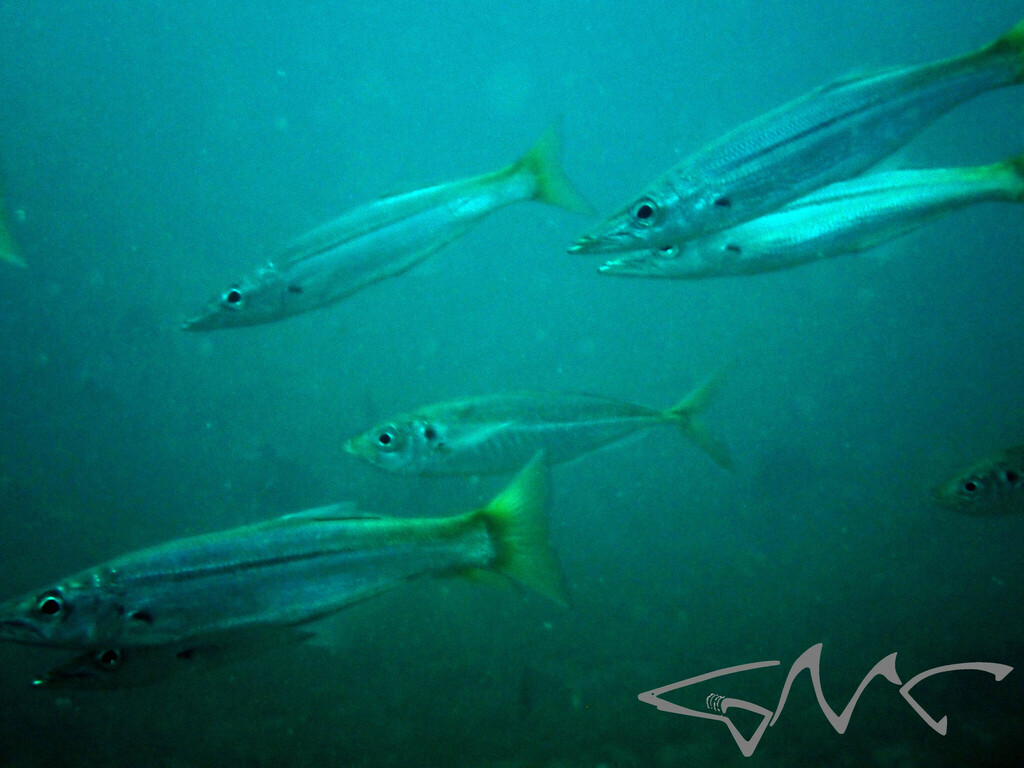 Yellowtail Scad from Little Beach Dive site on September 12, 2022 at 10 ...