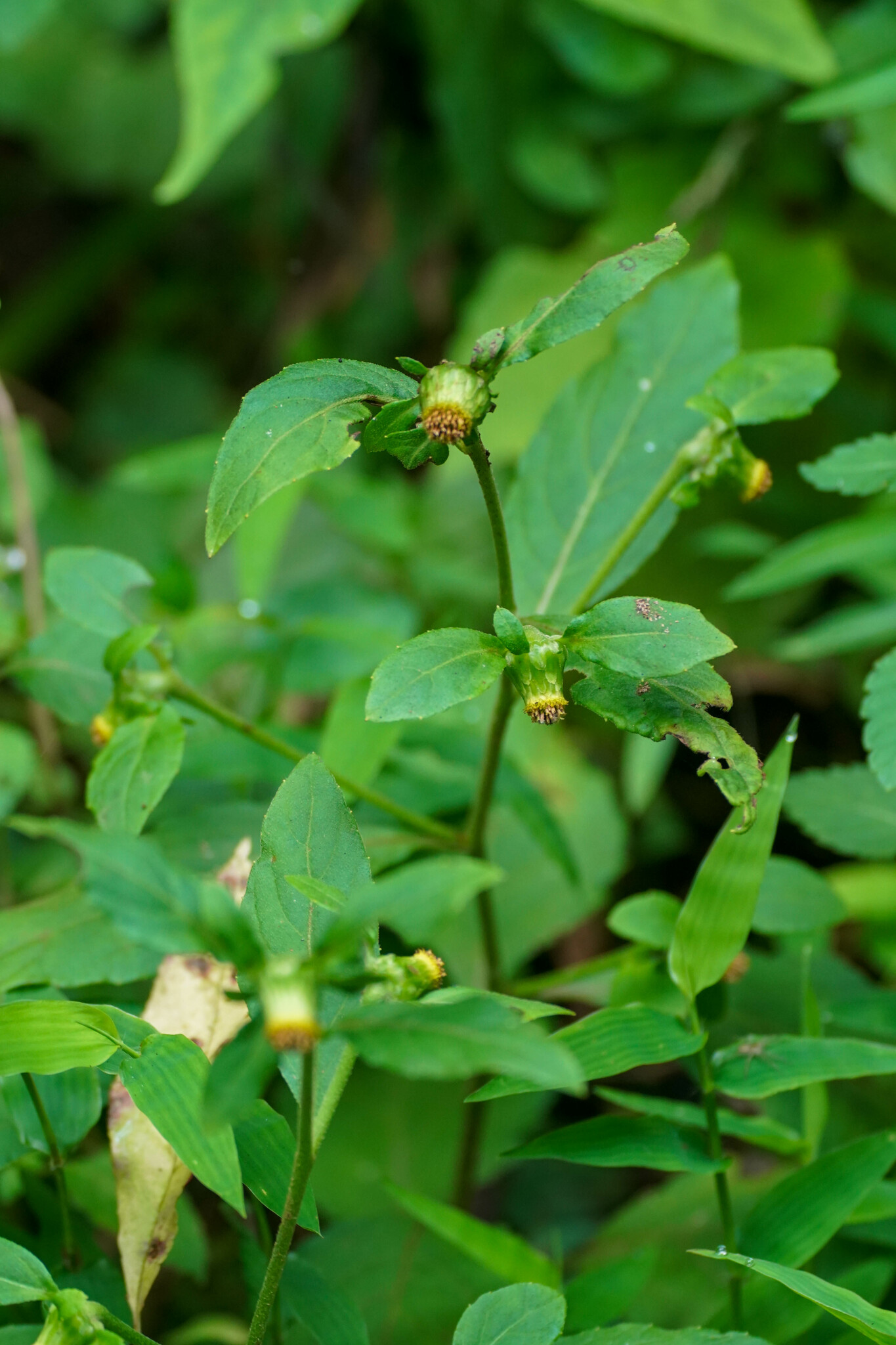 Carpesium divaricatum Siebold & Zucc.