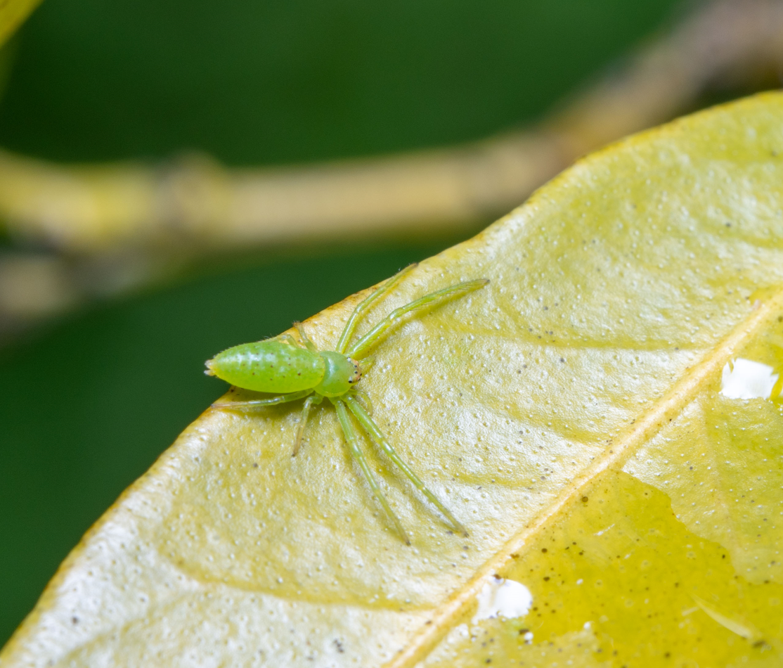 Cetratus rubropunctatus (Rainbow, 1920)