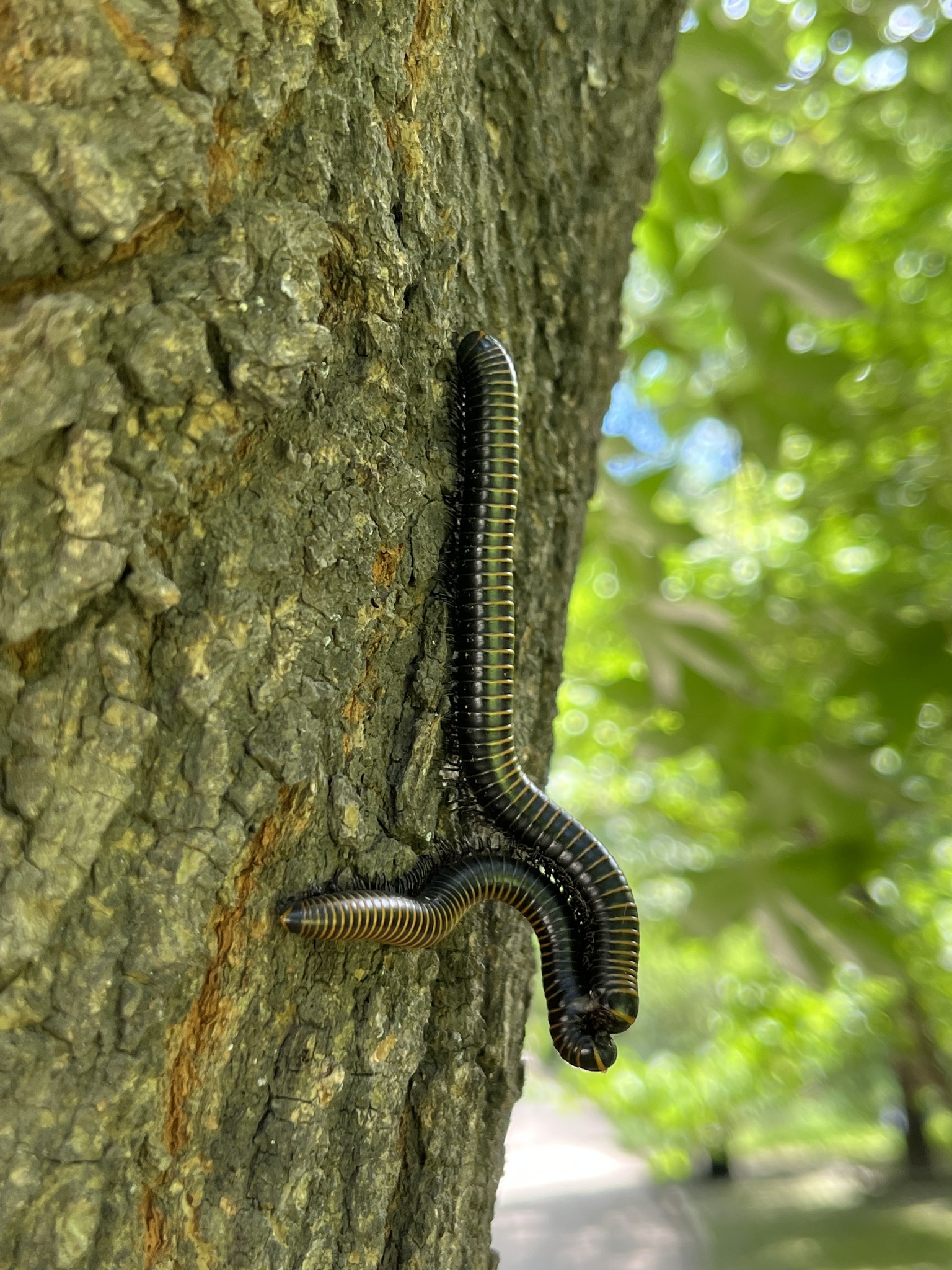 Spirobolus bungii Brandt, 1833