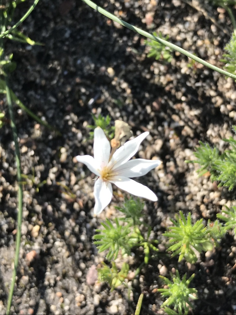 Twisted Snowflake from Overberg District Municipality, South Africa on ...