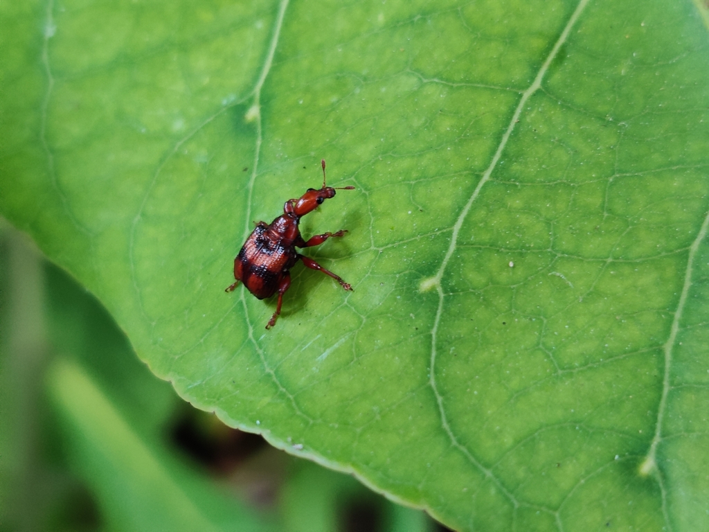 Strigapoderus tranquebaricus from Stella Maris College on September 14 ...