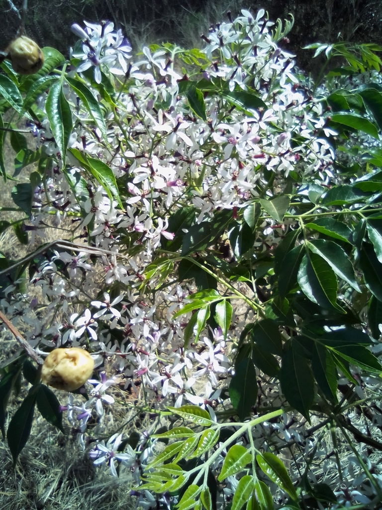 Chinaberry from City of Tshwane, ZA-GT, ZA on September 15, 2022 at 09: ...
