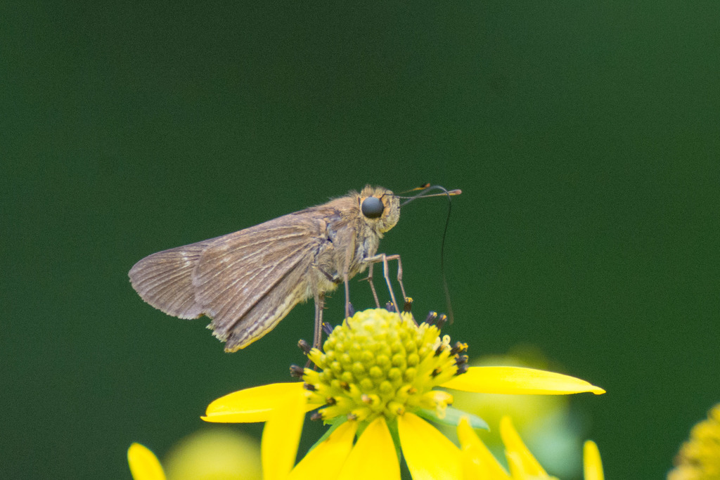 Ocola Skipper from Georgetown County, SC, USA on August 11, 2018 at 12: ...