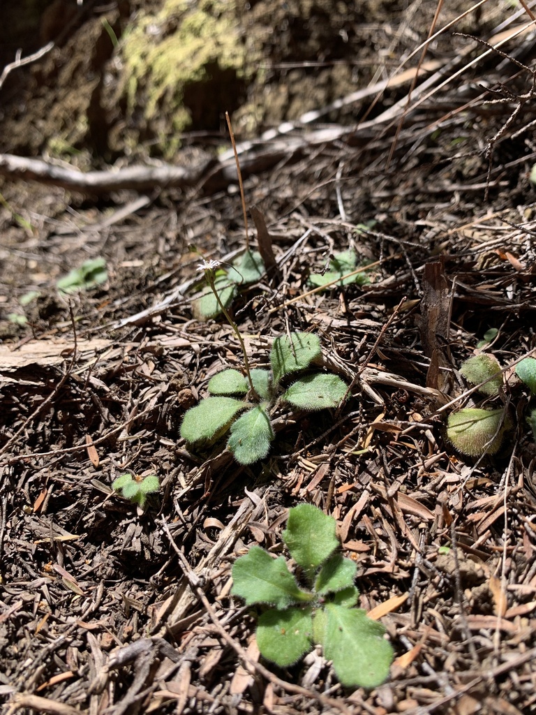 slender bottle-daisy in September 2022 by Jack Warden · iNaturalist