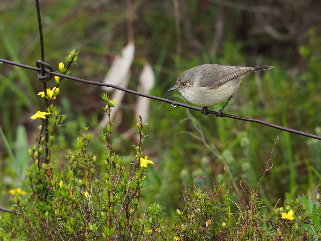 Buff-rumped Thornbill from Para Wirra Conservation Park, Humbug Scrub ...