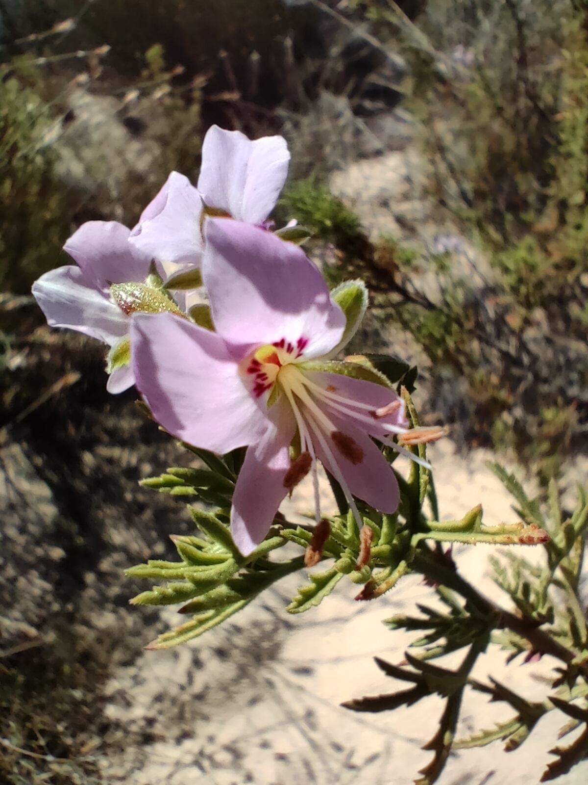 Pelargonium scabrum (L.) L'Hér.