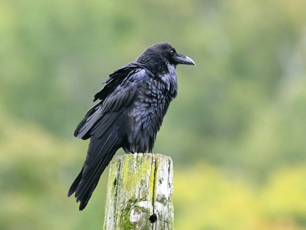Common Raven from Piste la villageoise de Mont-Tremblant ville, QC ...
