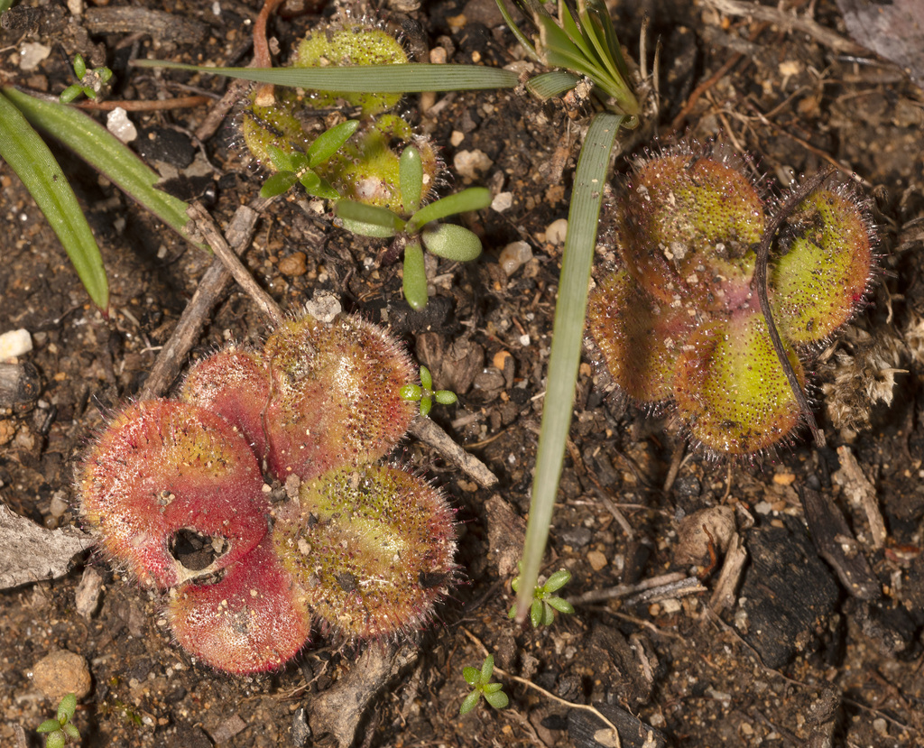Red Ink Sundew from Cundinup WA 6275, Australia on August 29, 2022 at ...