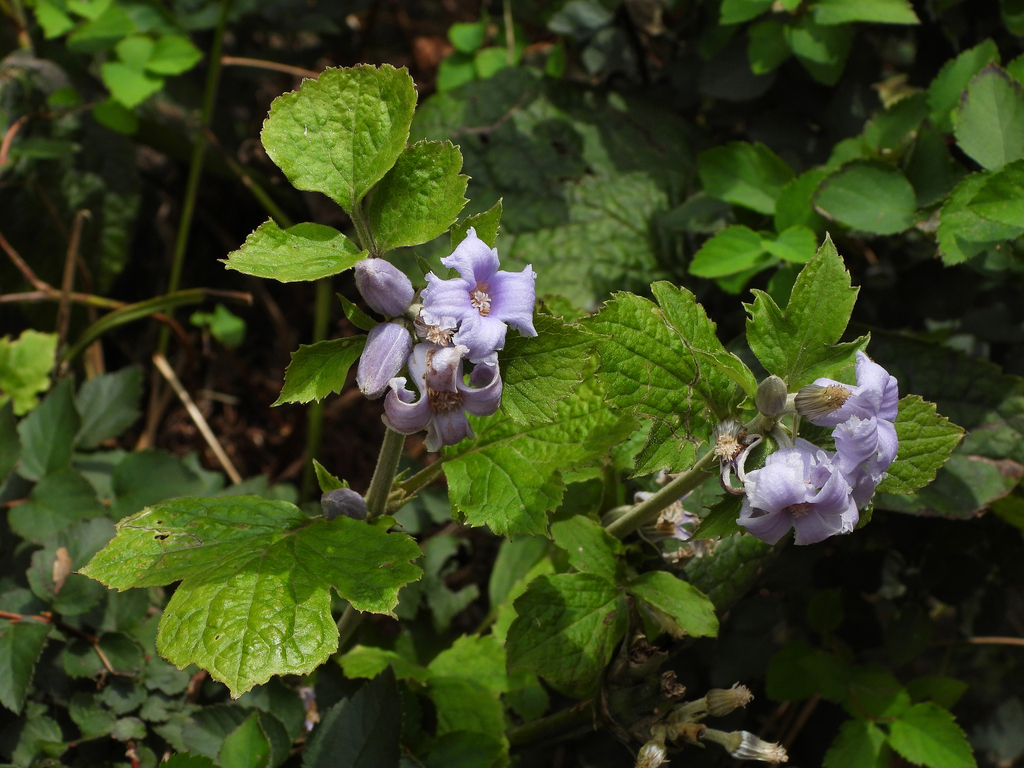 Tube clematis (Clematis heracleifolia) - Botanical Realm