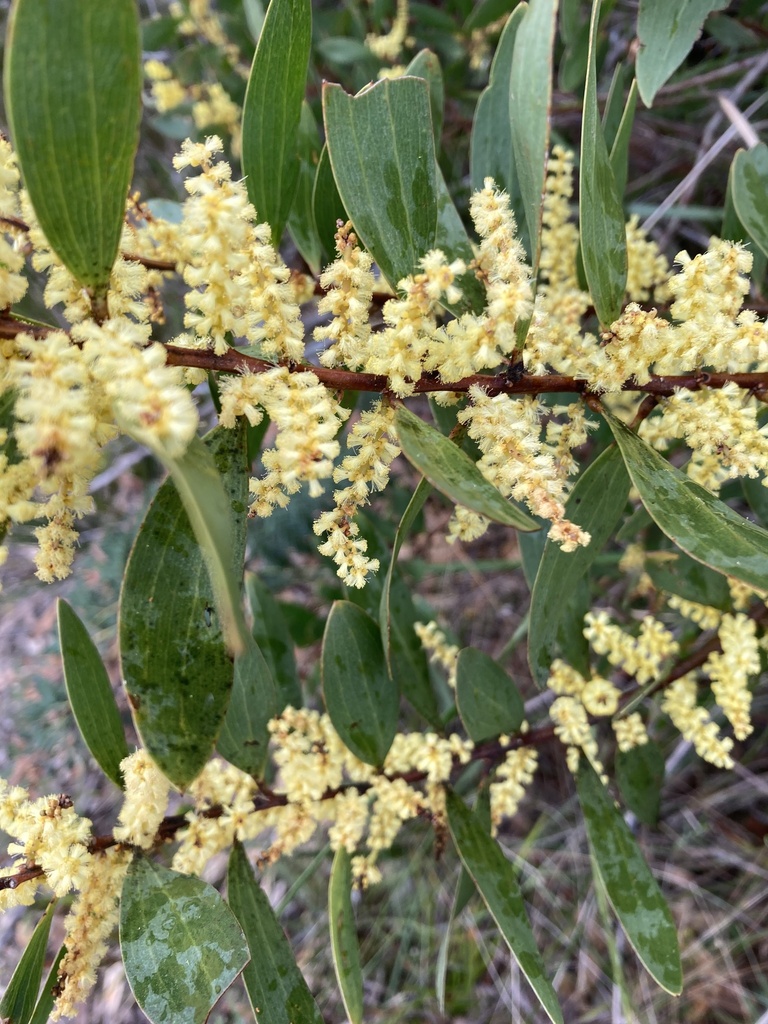 Juliflorae from Granite Point Conservation Area, Bridport, TAS, AU on ...