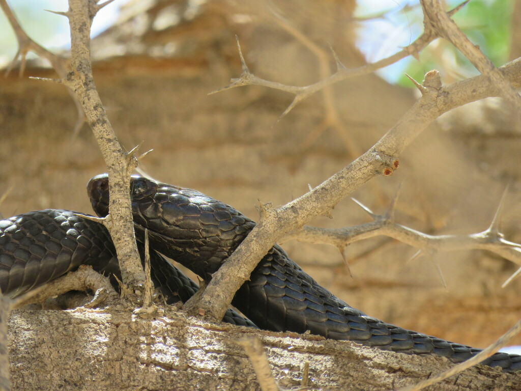 Western Barred Spitting Cobra from Erongo Region, Namibia on December 7 ...