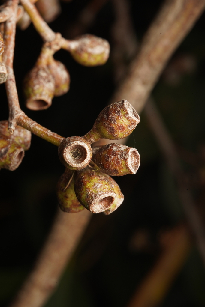 Brown-top Stringybark from Bellfield VIC 3381, Australia on August 28 ...