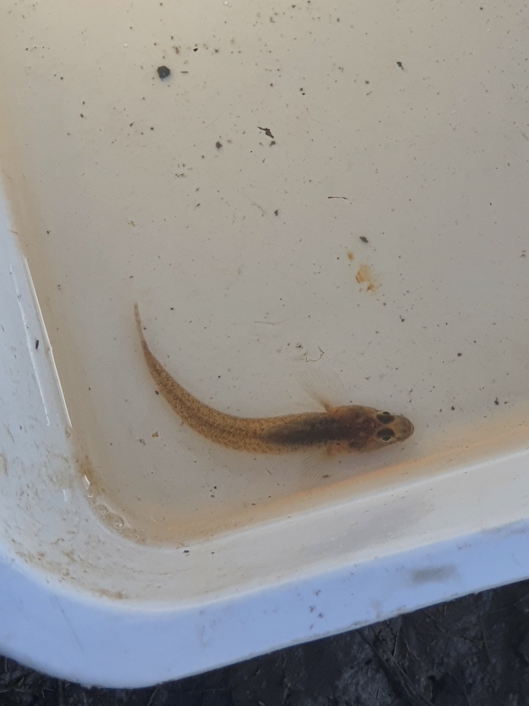 Sand Goby from Unit 9 Prince Consort Road Industrial Estate, Hebburn ...