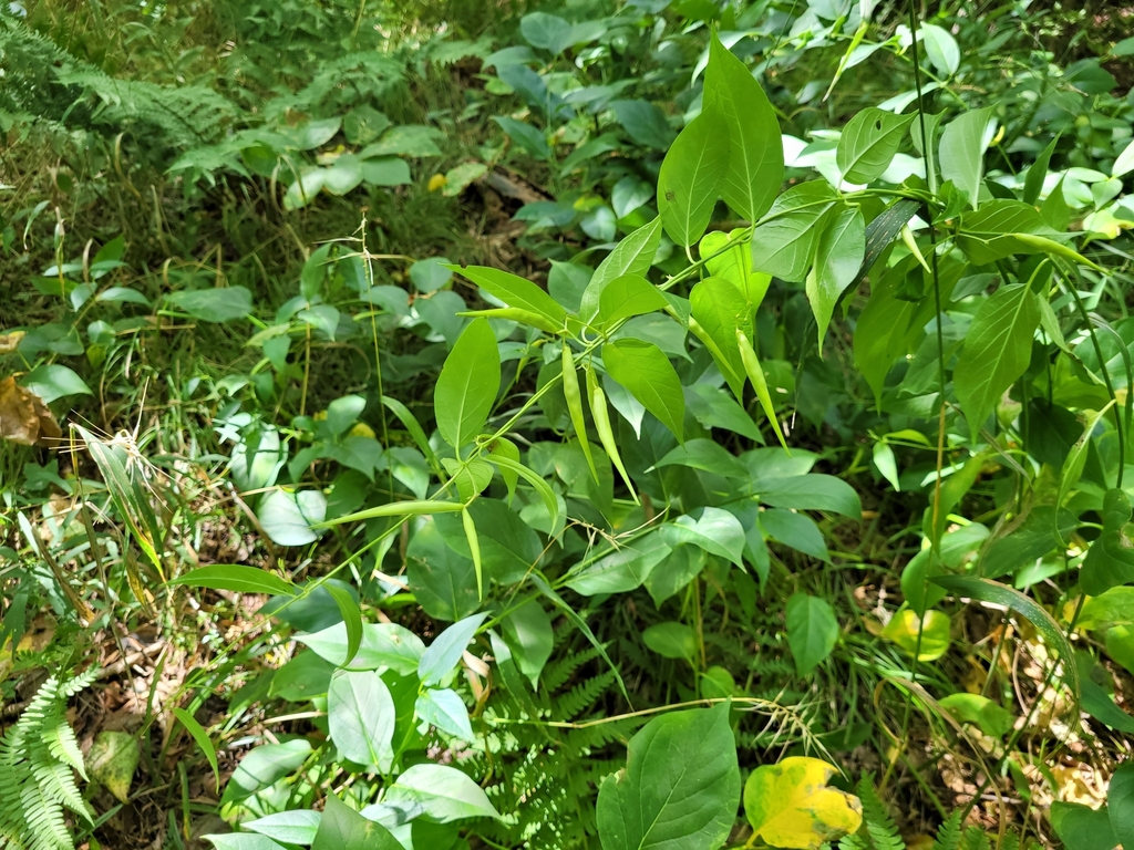 European swallow-wort from Godfrey, ON K0H 1T0, Canada on September 1 ...