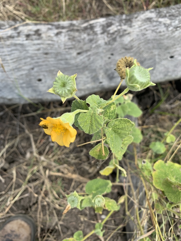 Indian Mallow in September 2022 by Geoffrey Sinclair · iNaturalist