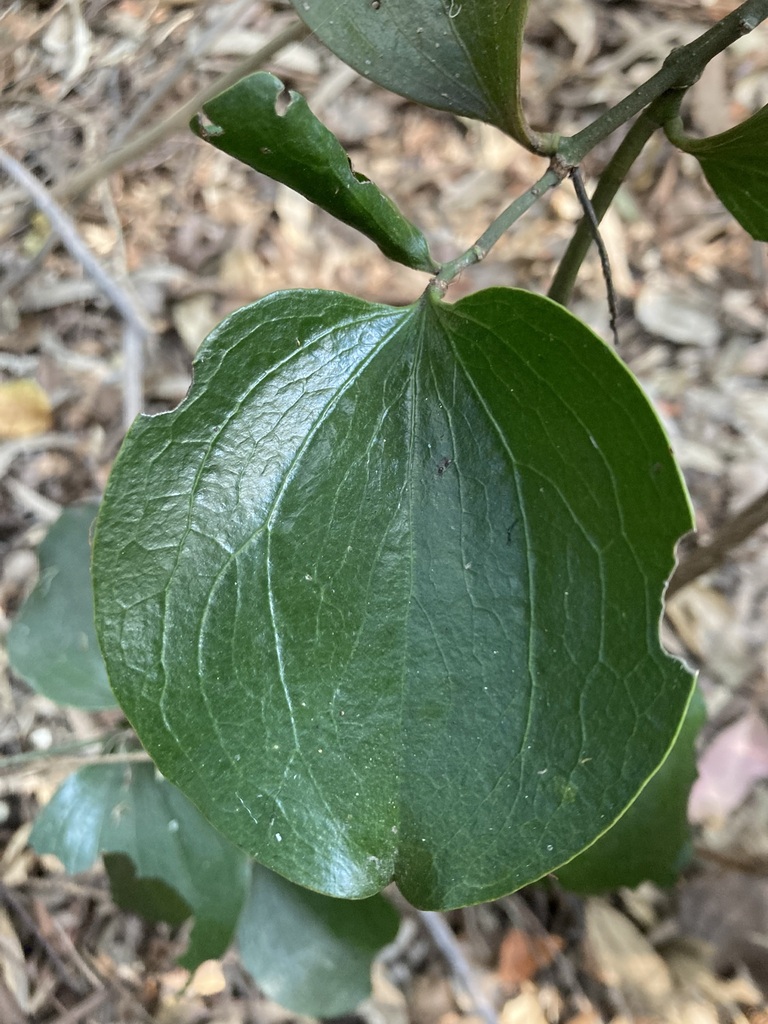 Broad Leaved Native Cherry from Wooderson QLD 4680, Australia on ...