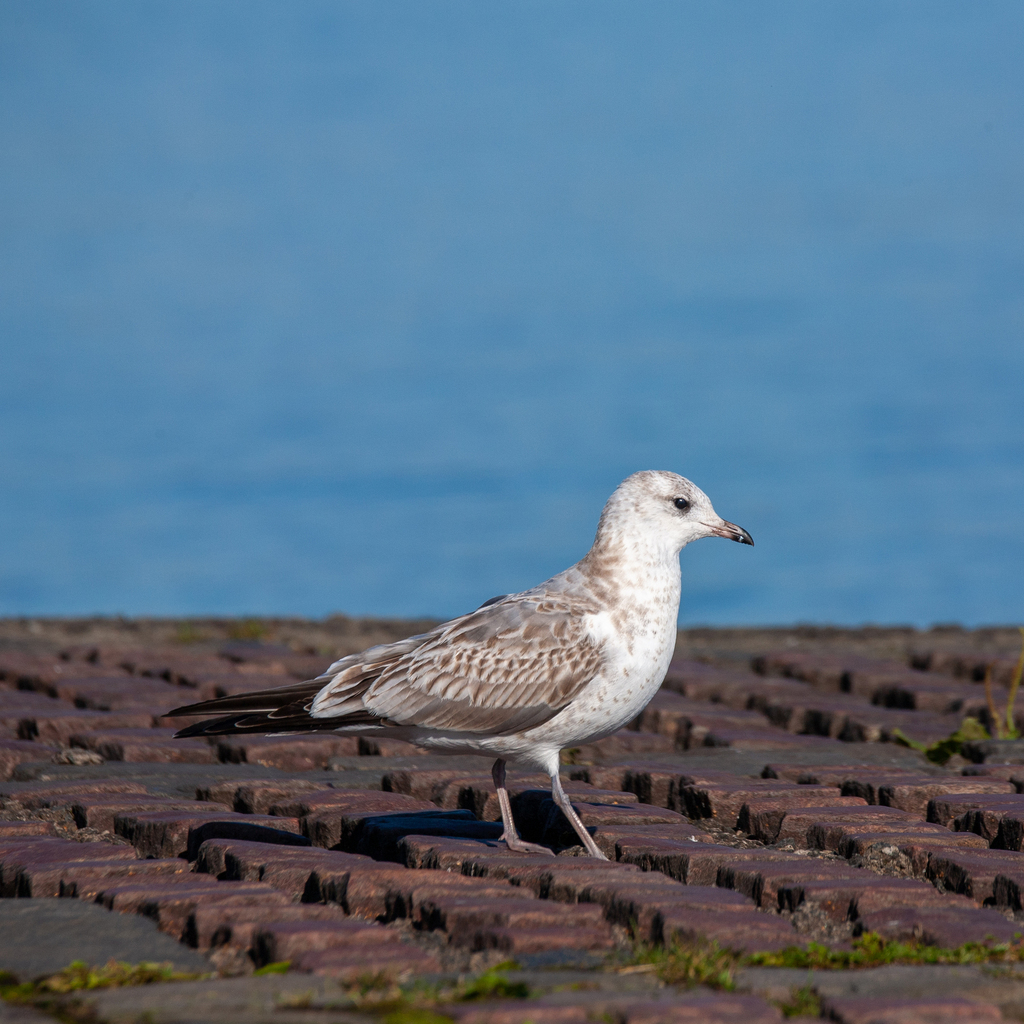 Common Gull from Центр, Петрозаводск, Респ. Карелия, Россия on ...