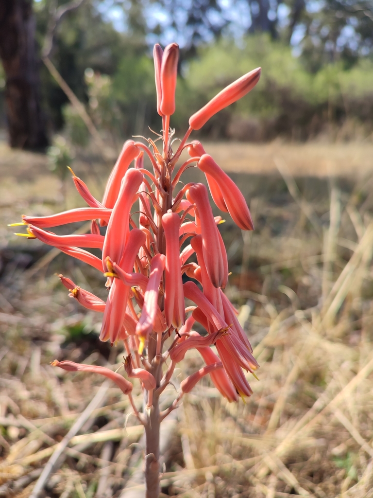 spotted aloe from Metsimaholo Local Municipality, South Africa on ...