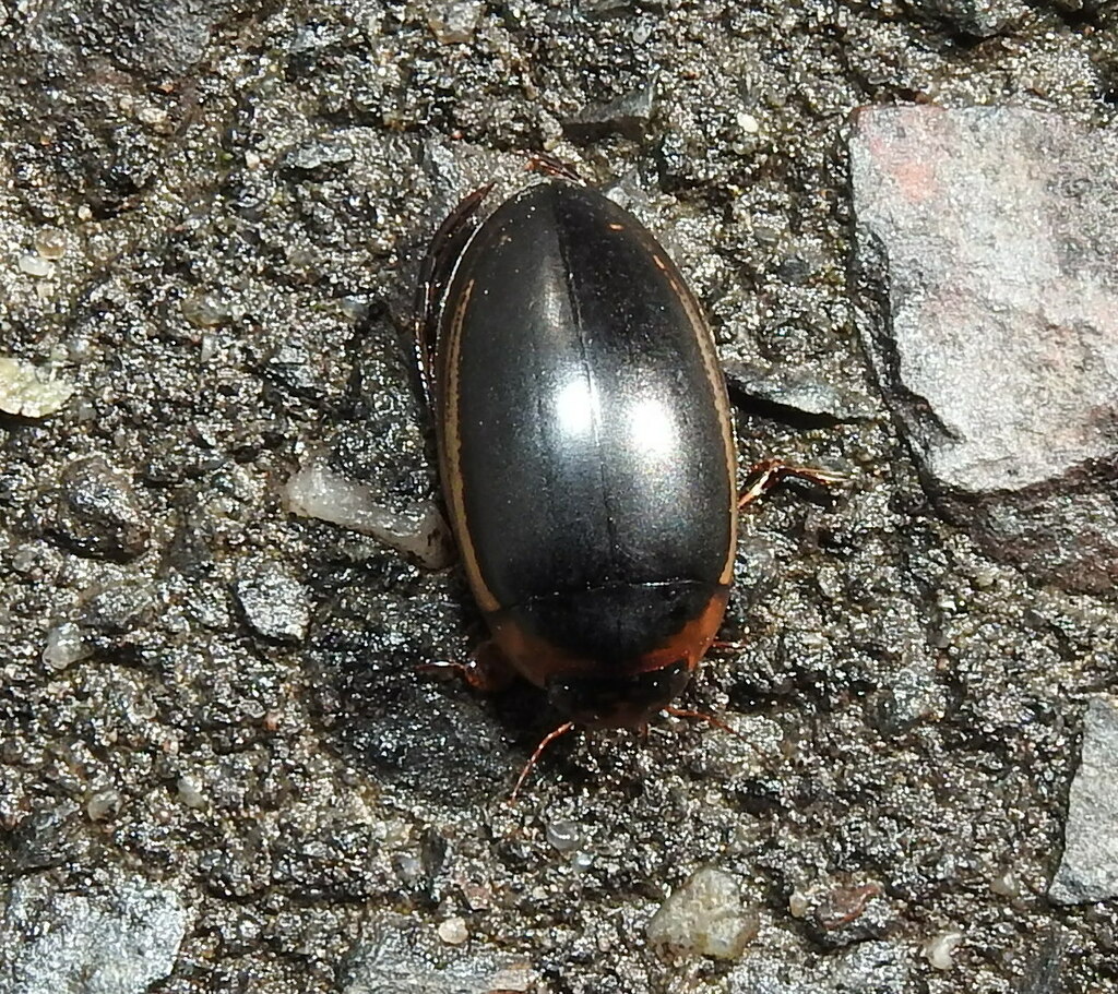 Hydaticus seminiger from Железногорск, Курская обл., Россия on ...