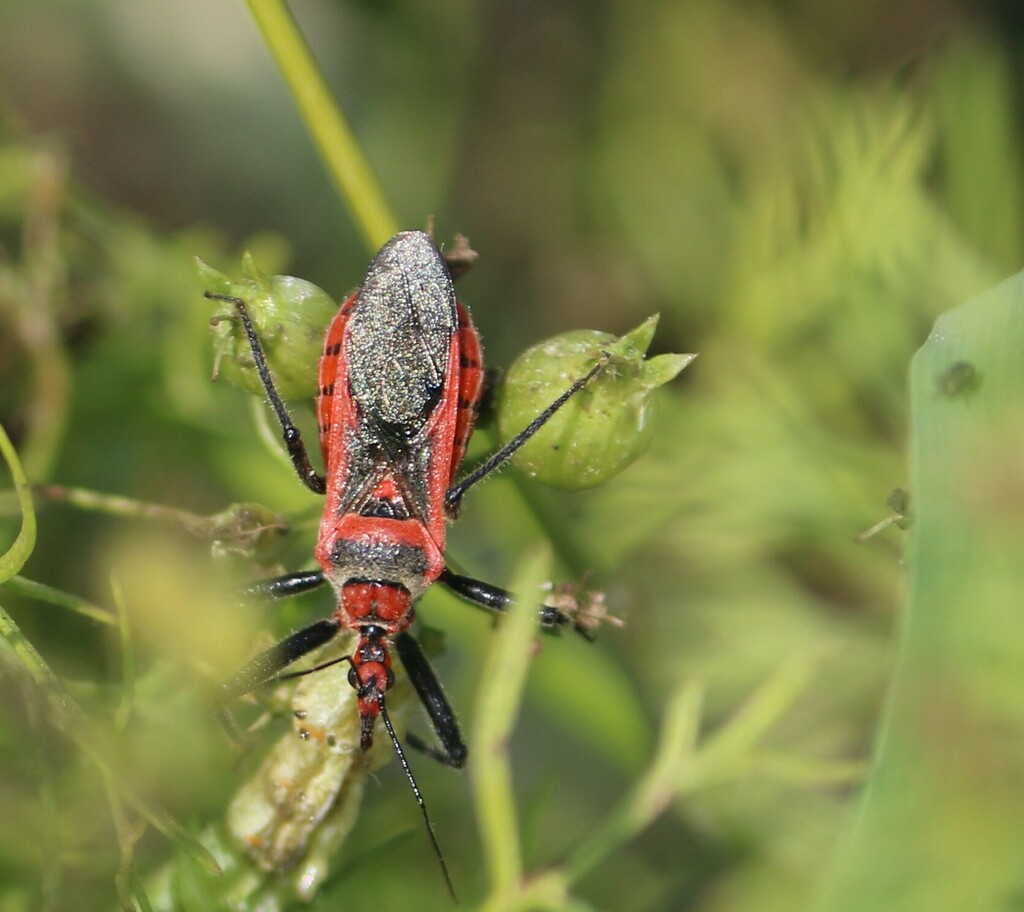 Rhynocoris fuscipes from Neelay Gudem, Telangana 508207, India on March ...