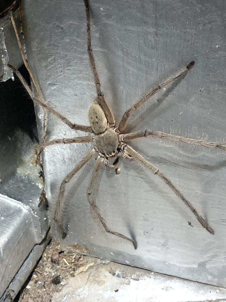 Green-bellied Huntsman Spider from Coventry Rd, Guthalungra, QLD, AU on ...