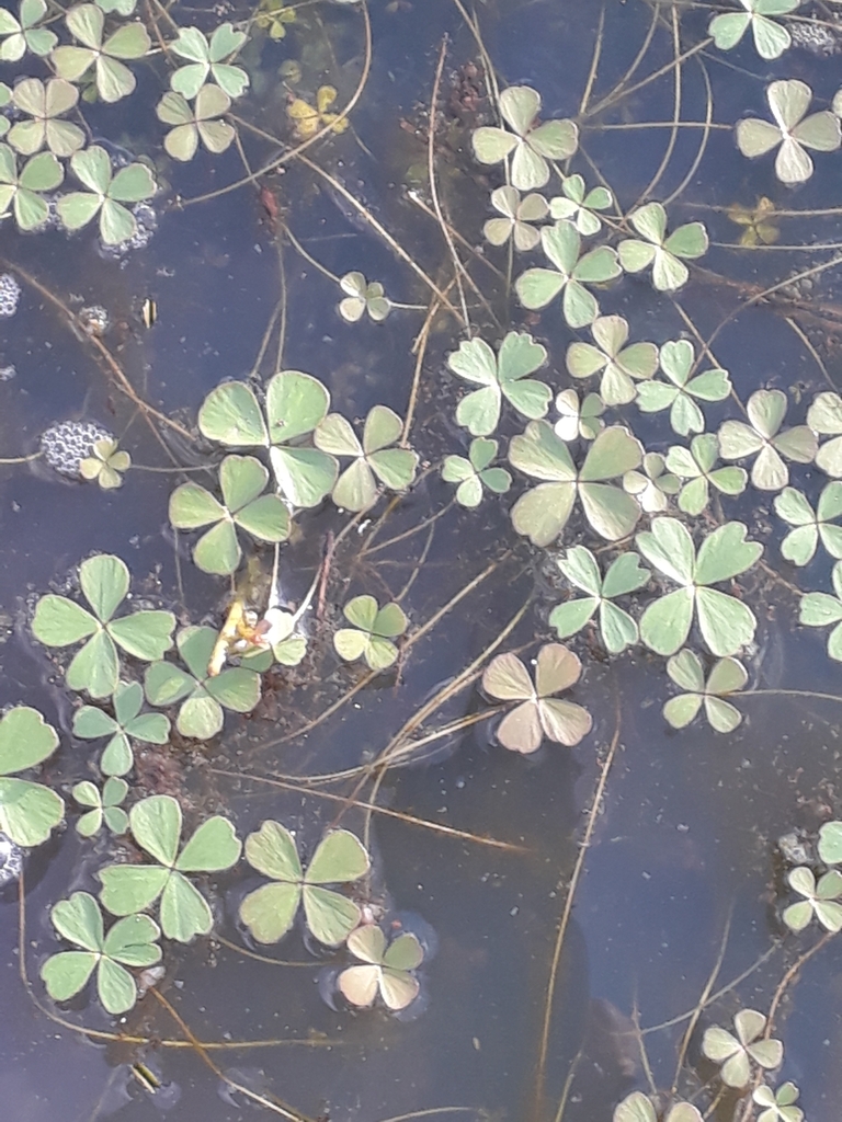 Helicopter Ferns from Mpala, Kenya on September 11, 2022 at 05:26 PM by ...