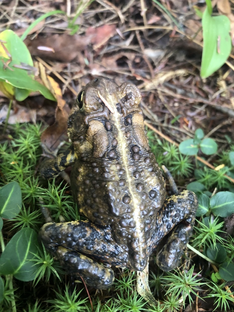 American Toad from Allegheny National Forest, Clarendon, PA, US on ...