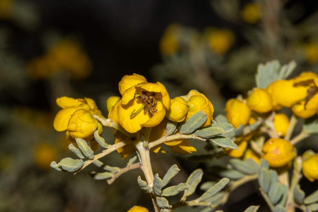 silver senna from Clements Gap SA 5523, Australia on September 14, 2022 ...