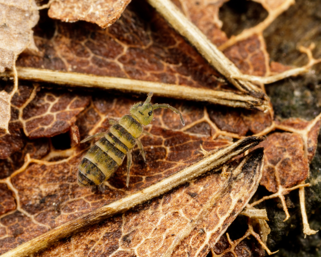 Elongate Springtails from New Castle County, DE, USA on August 1, 2018 ...