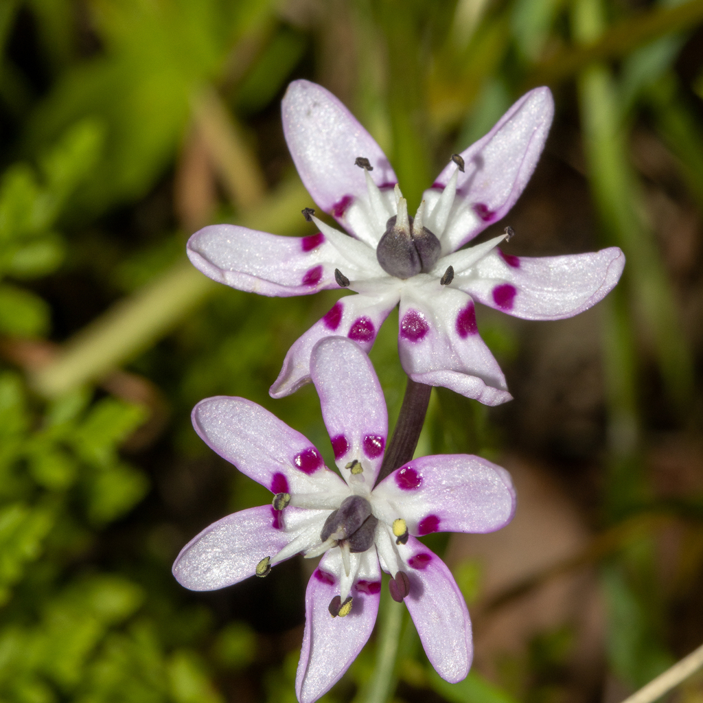 Wurmbea biglandulosa from Melrose SA 5483, Australia on September 14 ...