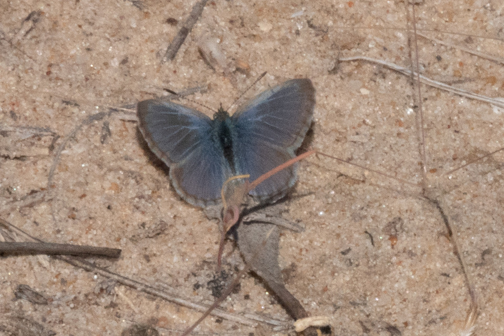 Lesser Grass Blue from Innamincka SA 5731, Australia on July 27, 2022 ...